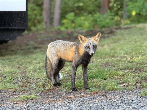 A 3rd Fox Is This Sunnie Mellissa Lynne Larson Wiley Facebook