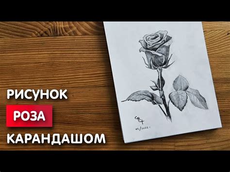 Роза поэтапно карандашом для начинающих Sky