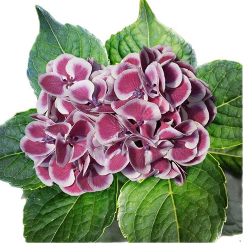 Hydrangea Seeds