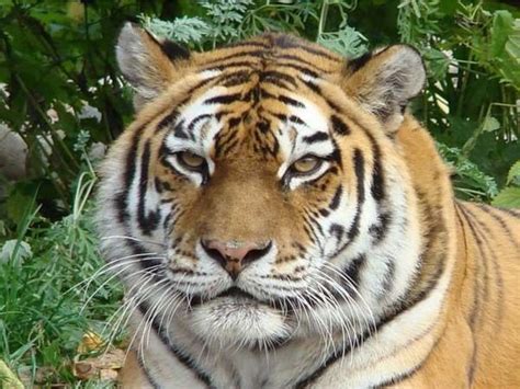 Животные на гербах Дальнего Востока презентация онлайн