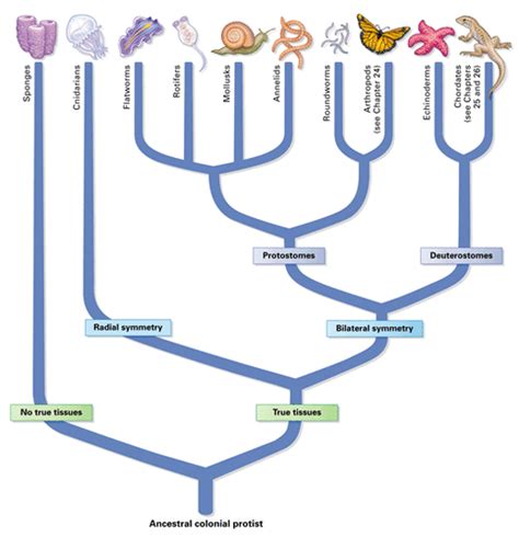 Evolutionary History Digestive System