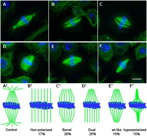 Immunofluorescence On Fixed Cells A A Typical Mitotic Spindle From