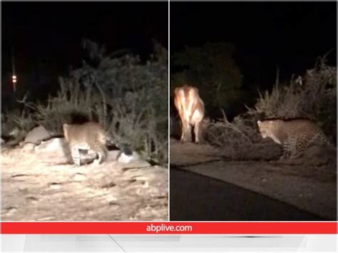 Leopard Did Not Hunt Cow In Forest Everyone Was Surprised Video गाय