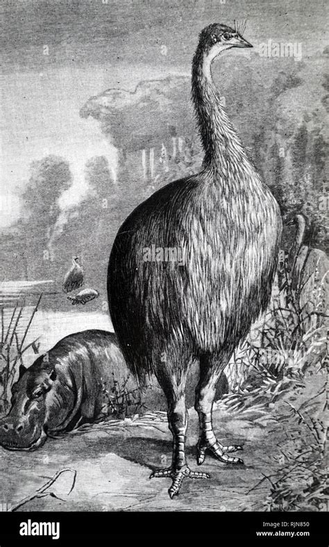 Elephant Bird