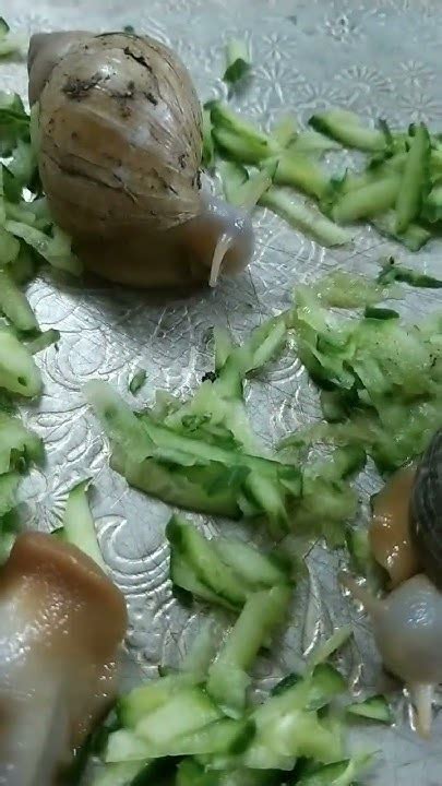 حیوون خونگی جذابم🐌 Youtube