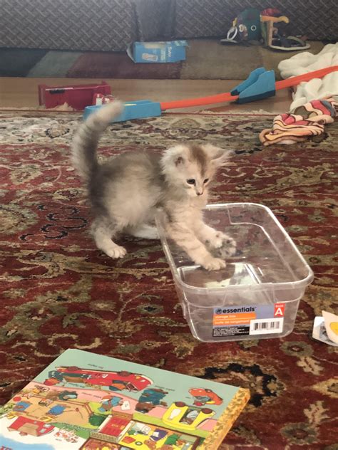 My Playful Angel Sabriel R Mainecoons