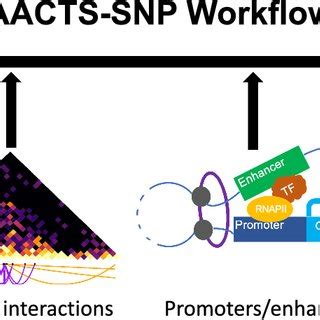 Diagram Of The Individual Components Of The Treg Specific 3DFAACTS SNP