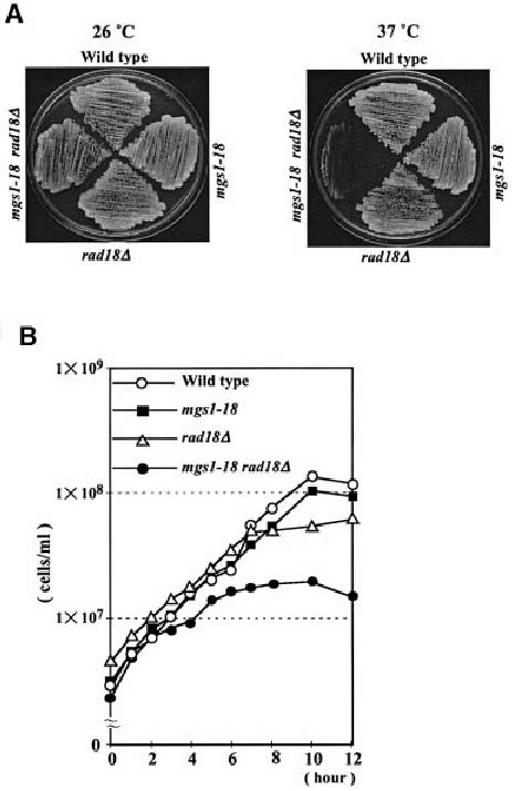 Temperature Sensitivity Of Mgs1 18 Rad18 D A Wild Type Mgs1 18