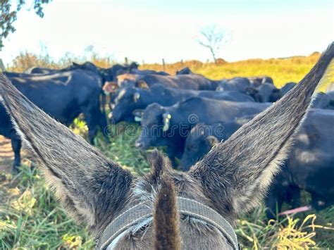 Beautifull Nellore Beef Cattle Grazing Intensive Tropical Pasture In Brazil Project Stock Image
