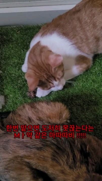취한 고양이 고양이일상 고양이 고양이영상 고양이쇼츠 치즈냥 마따따비 다묘가정 냥냥이 고양이애교 Youtube