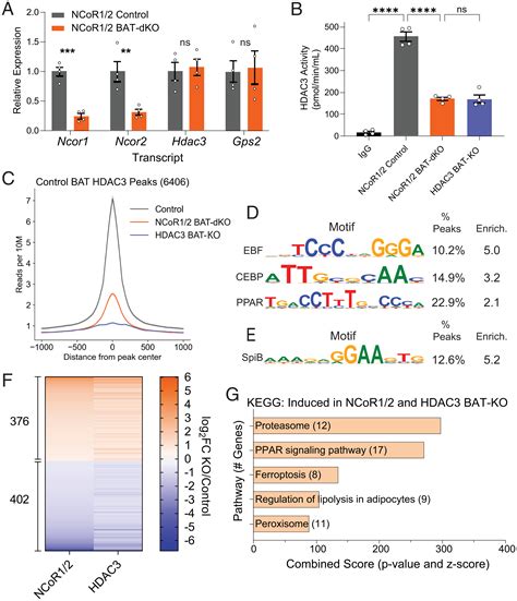 Triiodothyronine T3 Promotes Brown Fat Hyperplasia Via 49 Off