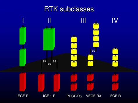 Ppt Tyrosine Kinases Powerpoint Presentation Free Download Id2976490