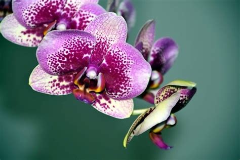 Kostenlose Bild Blume Natur Flora Kraut Pflanze Orchidee Tropic