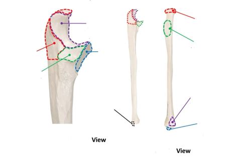 Radius And Ulna Landmarks Diagram Quizlet