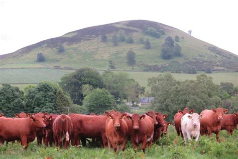 Checking Out Beef Cattle Operations In The Uk Canadian Cattlemen