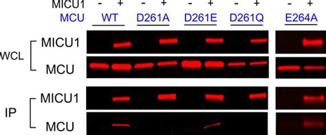 the conserved aspartate ring of mcu mediates micu1 binding and