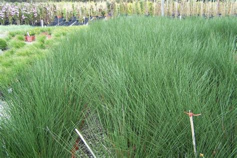 Juncus Effusus Quartz Creek Suncrest Nursery Side Garden Garden