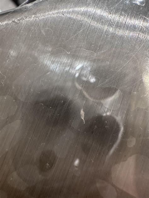 Tiny Larvae Found Worming R Whatisthisbug