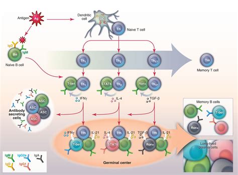 Diversity Among Memory B Cells Origin Consequences And Utility Science