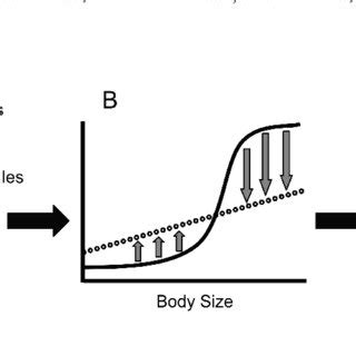 Conceptual Model For The Evolutionary Loss Of Sex Change In Groupers Download Scientific