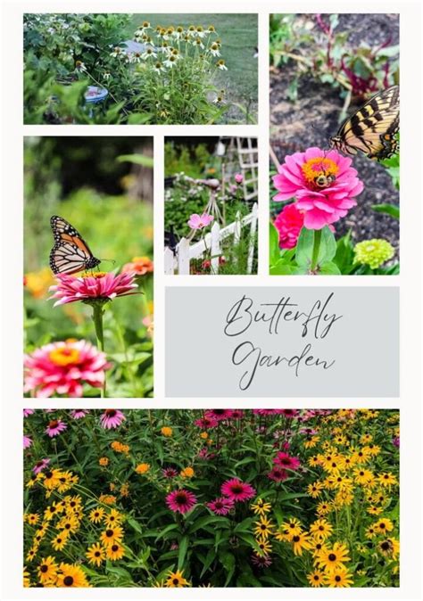 Sunny Perennial Butterfly Garden Plans Gardening For Butterflies