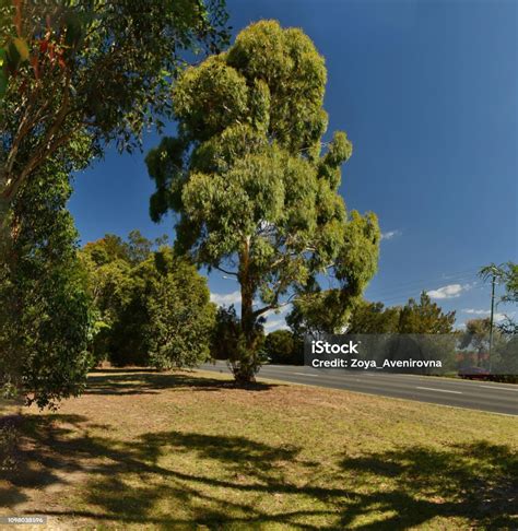 화창한 여름 날 Hallam 호주에서 아름 다운 집 고 잘된 거리입니다 1월에 대한 스톡 사진 및 기타 이미지 1월 거리 그늘 Istock