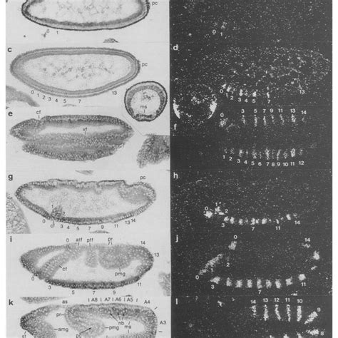 See Next Page For Legend Download Scientific Diagram
