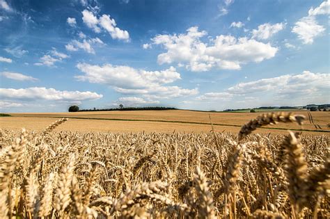 Hd Wallpaper Macro Photography Of Brown Grasses Endless Wheat Fields