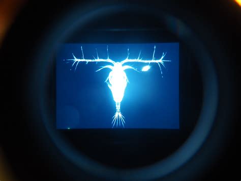 Zoo Antwerpen Plankton Microscope Slides Display 1 Zoochat