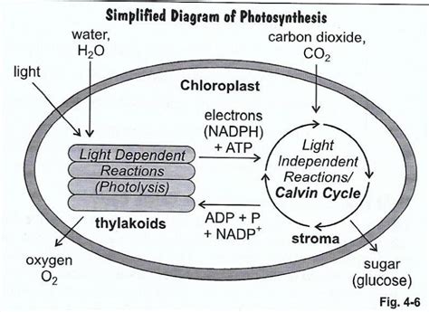 Light Dependent And Independent Review Questions Diagram Quizlet