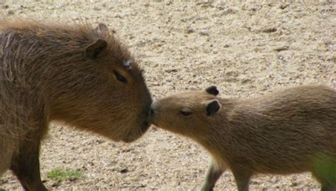 Capibara Es Filmada Bailando Al Ritmo De Thriller