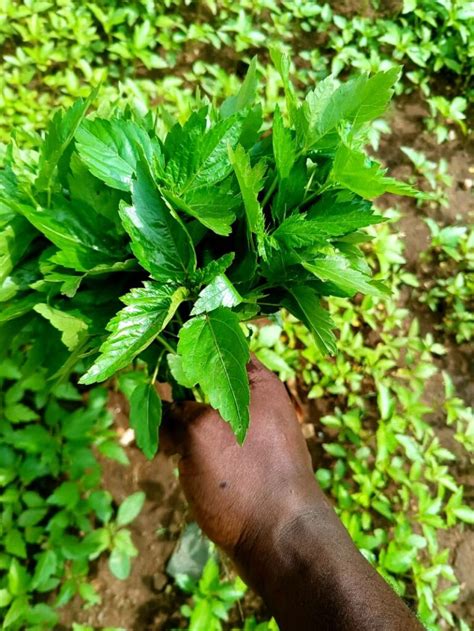 Jute Mallow Farming In Kenya The 2026 Complete Guide To Earning Ksh 1