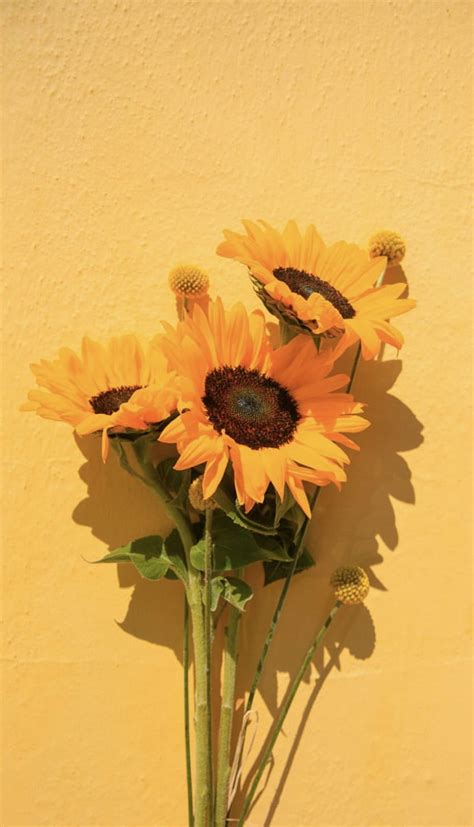 Sunflower Yellow Aesthetic Pastel Yellow Aesthetic S