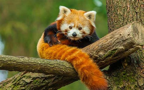 Red Panda Minecraft Mob Skin