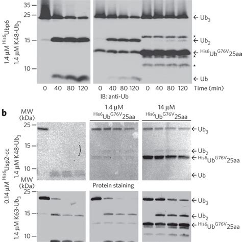 Extended Ub Mutants Are Protein Based DUB Inhibitors A B