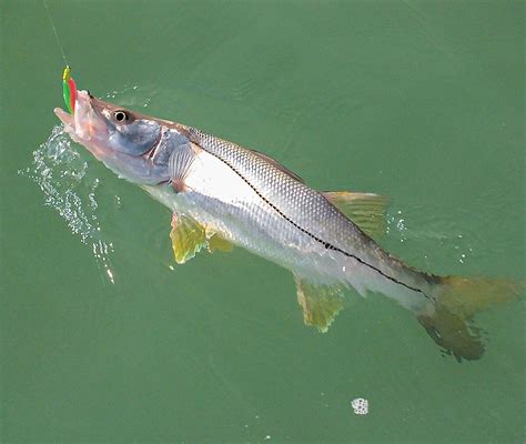 Snook Fishing Lures