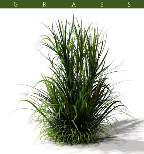 Clump Of Grass Stock Illustration Illustration Of Text