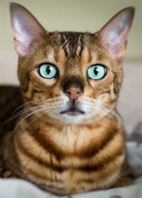 Tabby Vs Bengal Cats Origins Characteristics Temperament Artofit