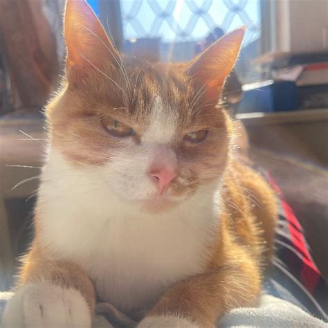 微服务架构processon思维导图流程图