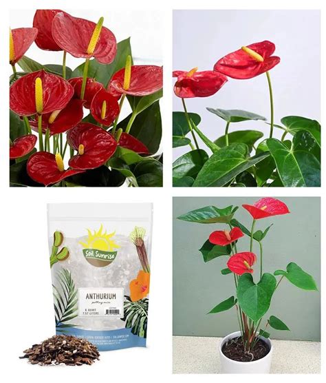 Here At Mlbrun We Discuss Incredible Informations About Plants Pets