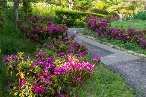 大倉公園つつじ愛知県大府市の観光撮影スポットの名所 東海カメラマップ