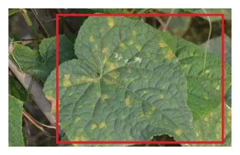 Leaf Retrieval Results In Complex Environment A Black Rot Disease Download Scientific