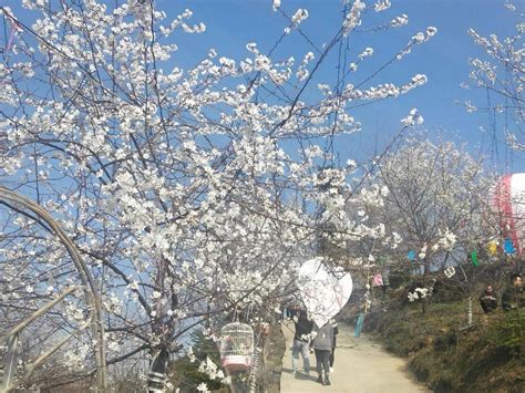 【多彩贵州·花漾中国】碧江：阳春三月百花开 乡村旅游旺起来路腊樱花油菜花