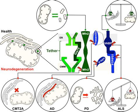 Mitochondria Associated Membranes Mams In Health And Download
