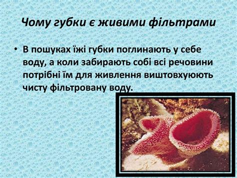 Живі фільтри презентация онлайн