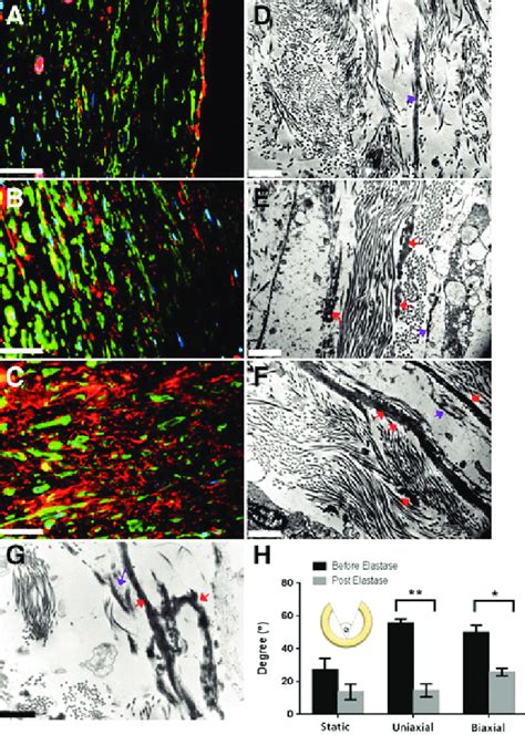 Evaluation Of Extracellular Elastic Fiber Maturity And Elastin