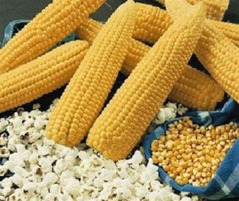 100 Robust Popcorn Seeds Corn Seeds Popcorn Seeds Seeds Popcorn