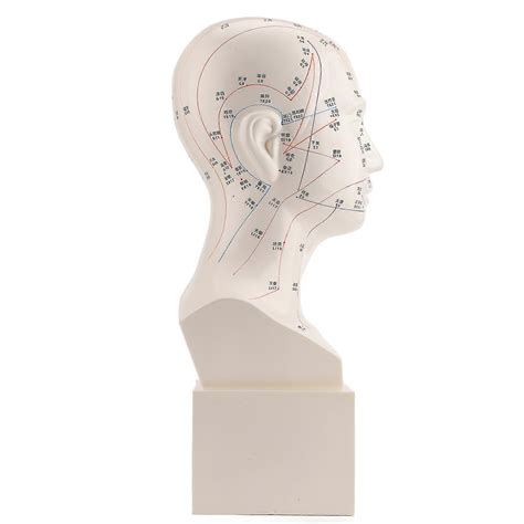 Head Acupuncture Hd Standard Acupoint Tcm Human Point Head Model