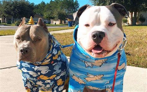 20 Motivos Para Adotar Um Pit Bull Ou American Staffordshire Terrier