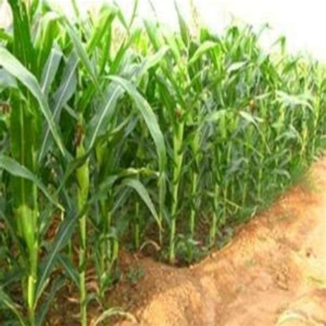 Sorghum Sudan Grass Multi Cut Fodder Seeds Pack Of 1 Kg Jiomart